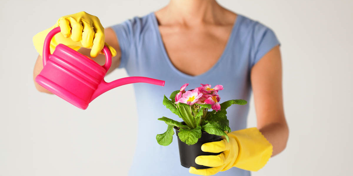 Guía de Riego Doméstica 2021. Aprende a Regar tus Plantas. » Mundo Jardín
