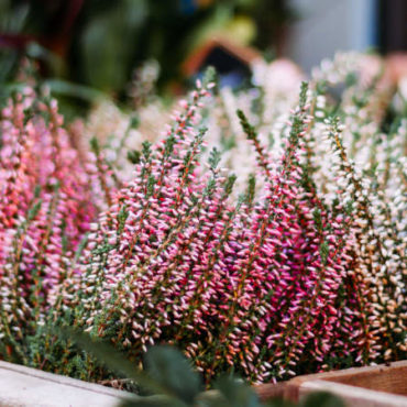 Los Cuidados de la Calluna Vulgaris y Ericas » Mundo Jardín