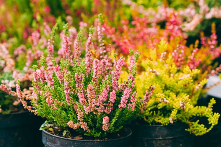 Los Cuidados de la Calluna Vulgaris y Ericas » Mundo Jardín