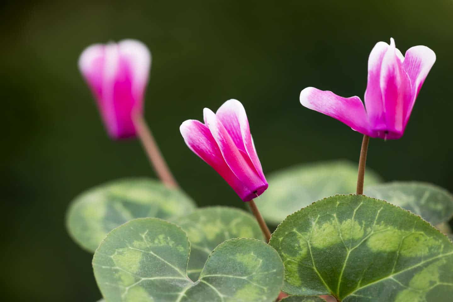 Los Cuidados del Ciclamen y su Floración » Mundo Jardín