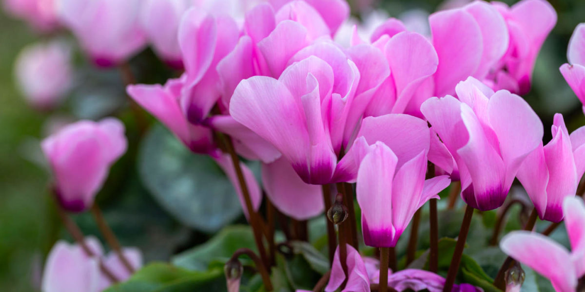 Los Cuidados del Ciclamen y su Floración » Mundo Jardín