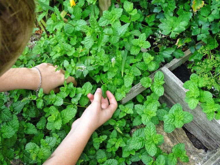 Los Cuidados de la Menta y de la Hierbabuena » Mundo Jardín