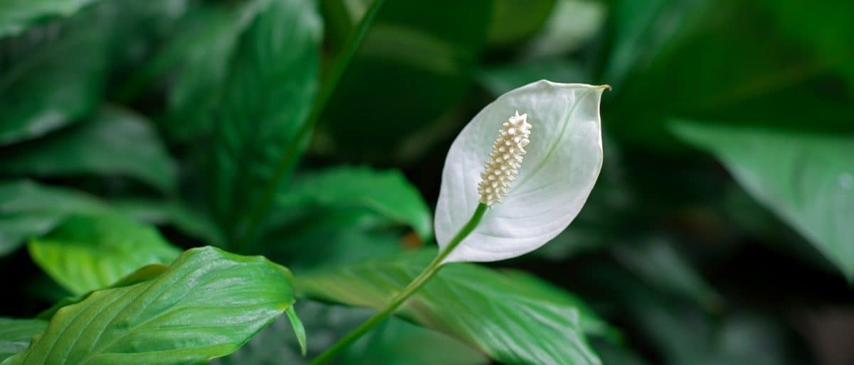Cuáles Son los Cuidados del Spathiphyllum (Espatifilo)? » Mundo Jardín