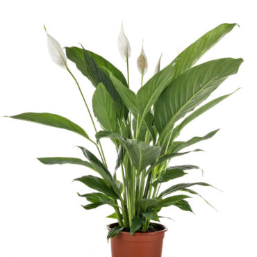 Los Cuidados del Spathiphyllum o Espatifilo » Mundo Jardín