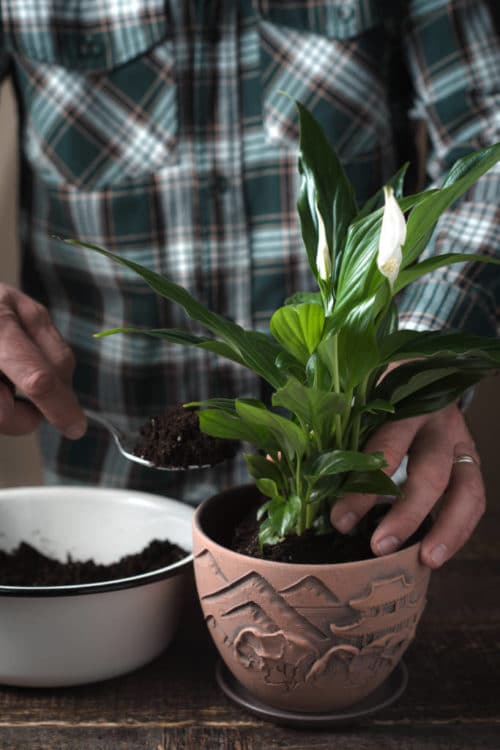 Los Cuidados del Spathiphyllum o Espatifilo » Mundo Jardín