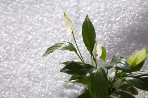 Los Cuidados del Spathiphyllum o Espatifilo » Mundo Jardín