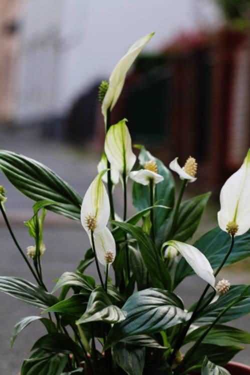 Los Cuidados del Spathiphyllum o Espatifilo » Mundo Jardín