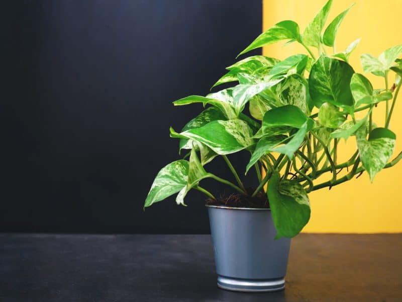 Atrévete con los Sencillos Cuidados del Poto » Mundo Jardín