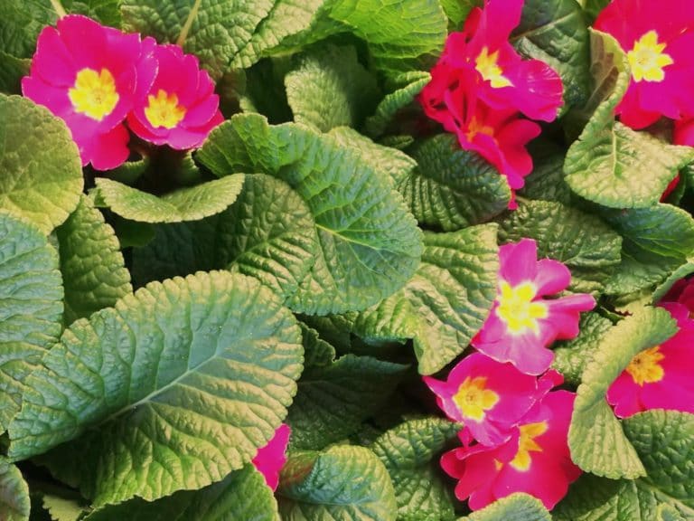 Los Cuidados de la Primula Acaulis en Jardín » Mundo Jardín
