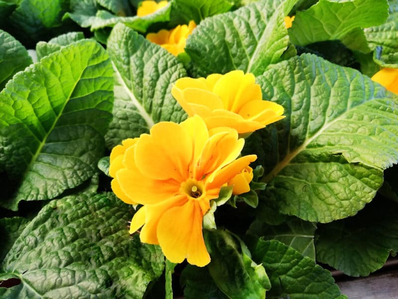 Los Cuidados de la Primula Acaulis en Jardín » Mundo Jardín