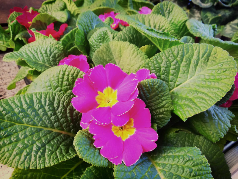 Los Cuidados de la Primula Acaulis en Jardín » Mundo Jardín