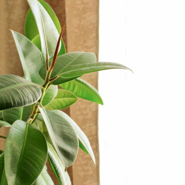 Cuidados del Ficus Elastica (Planta Interior) » Mundo Jardín