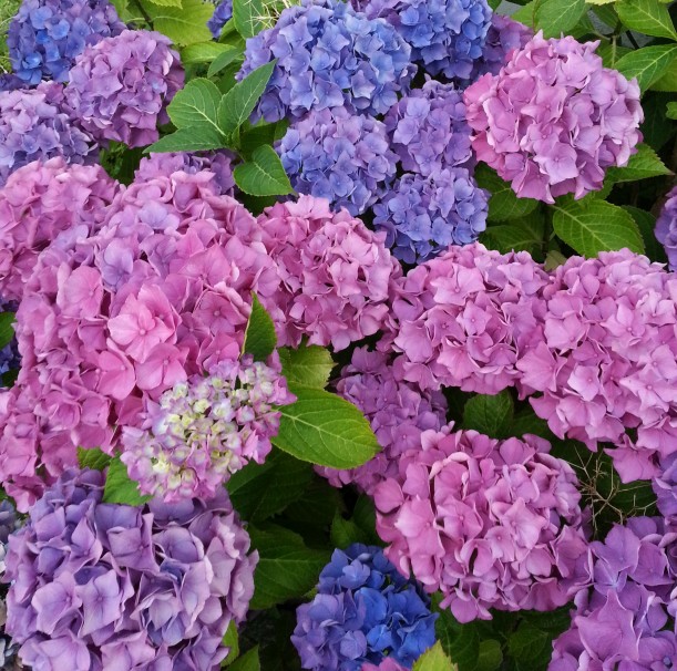 Los Cuidados de la Hortensia en Maceta y en Jardín » Mundo Jardín