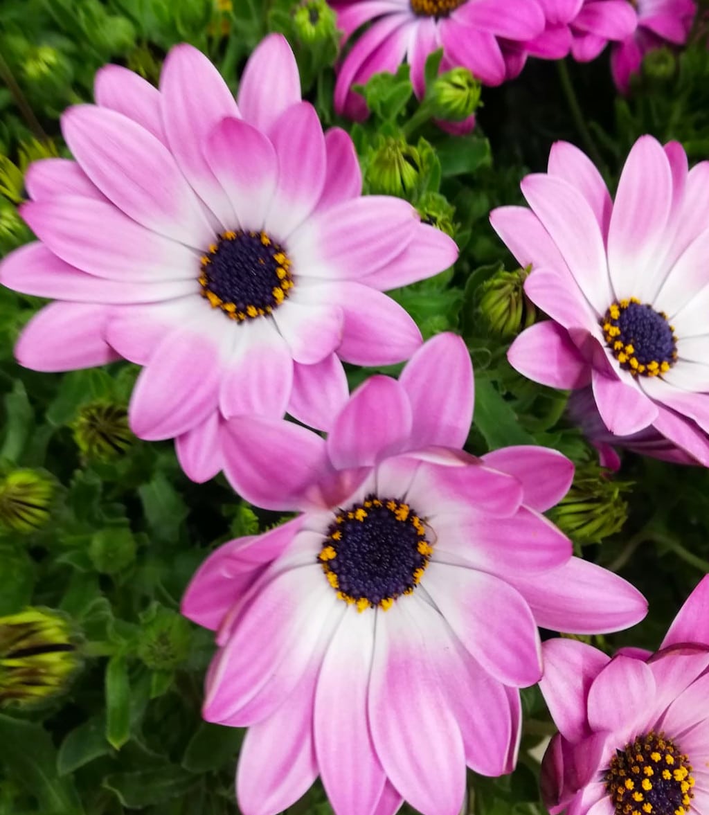 Cuidados de la Dimorfoteca y el Osteospermum » Mundo Jardín