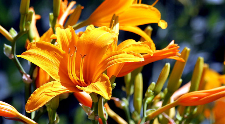 Los Cuidados del Hemerocallis, Lirio de Día y Flor de Verano » Mundo Jardín