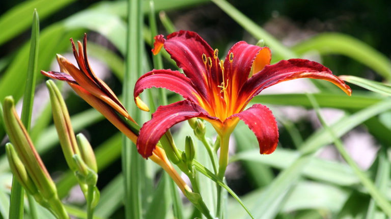 Los Cuidados del Hemerocallis, Lirio de Día y Flor de Verano » Mundo Jardín