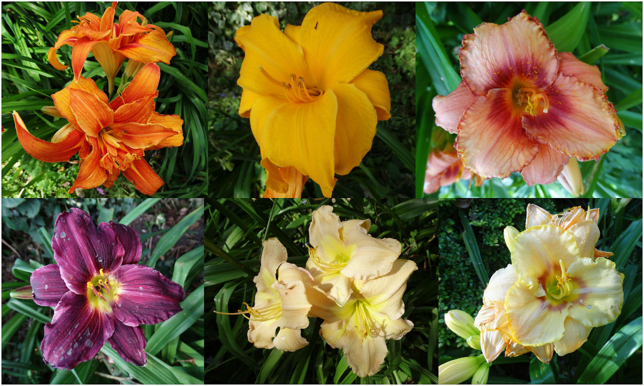 Los Cuidados del Hemerocallis, Lirio de Día y Flor de Verano » Mundo Jardín